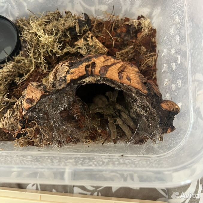 Паук птицеед Psalomopeus Cambridgei (самка)