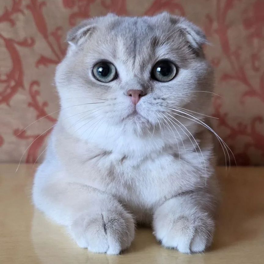 Шотландский вислоухий короткошёрстный котёнок