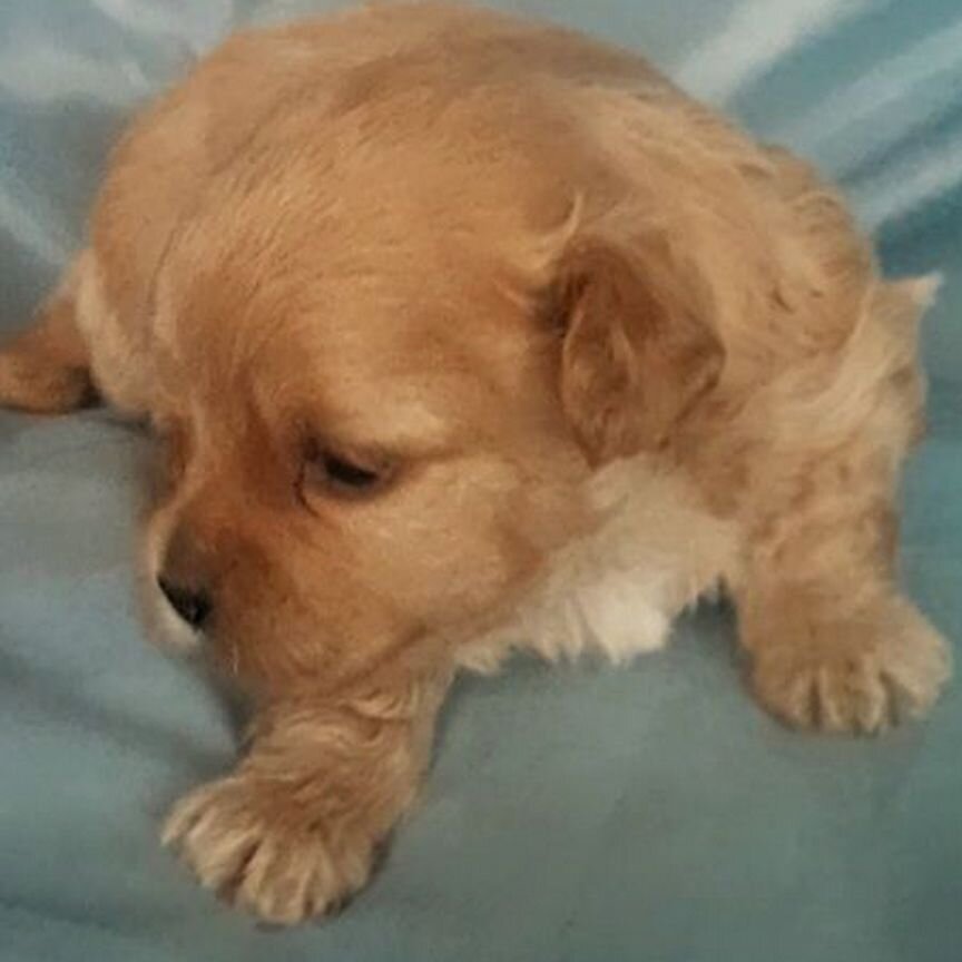 Мальтипу, щенок