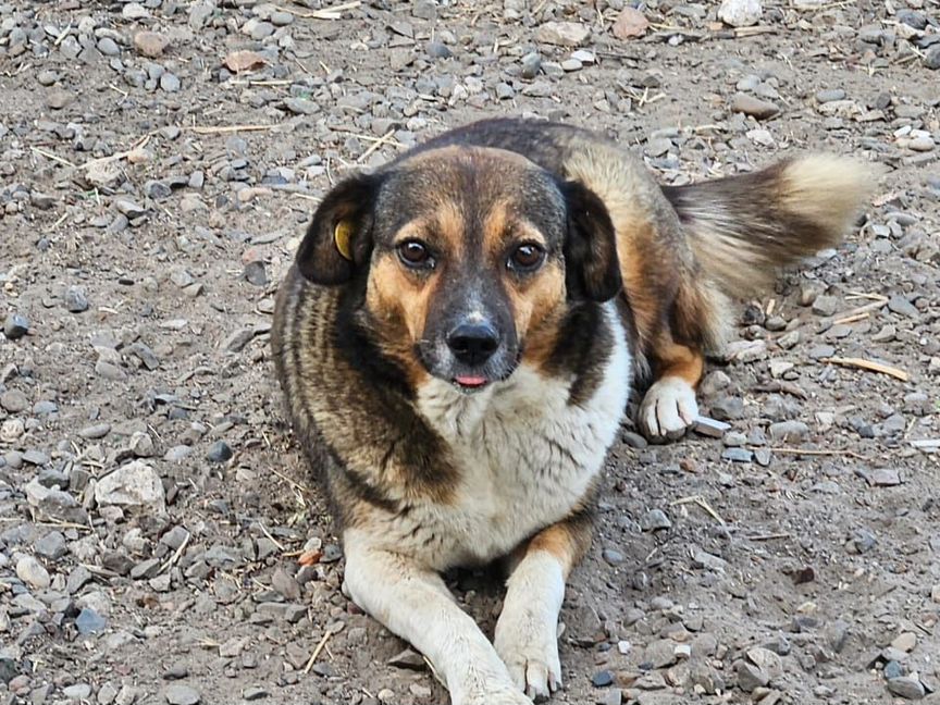 Собака в отлове