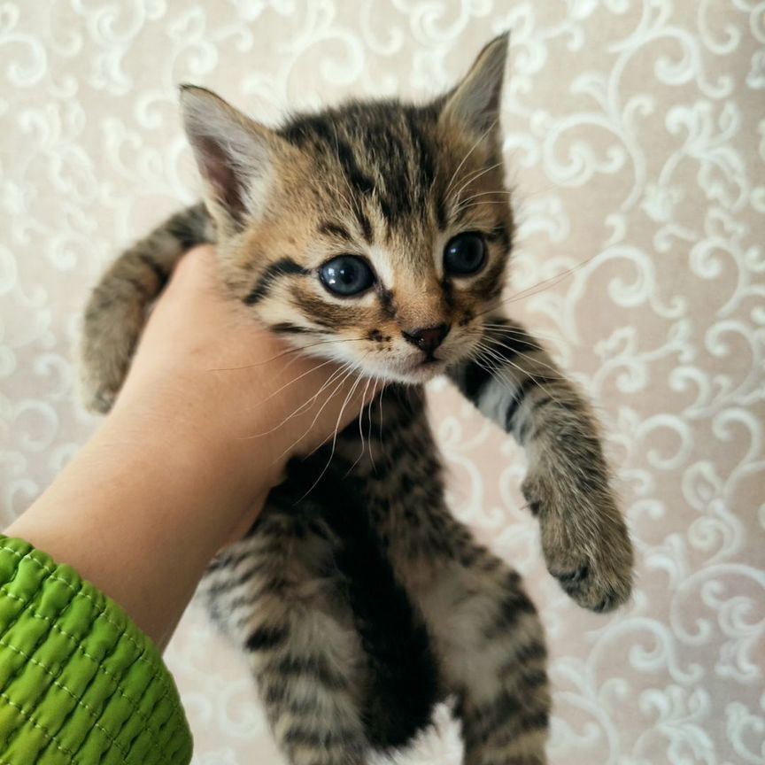 В добрые руки "Полосатик"