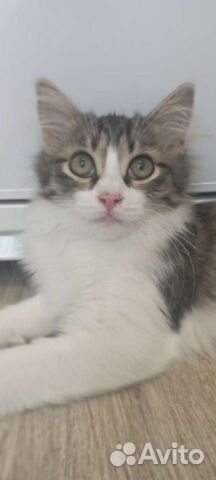 В добрые руки