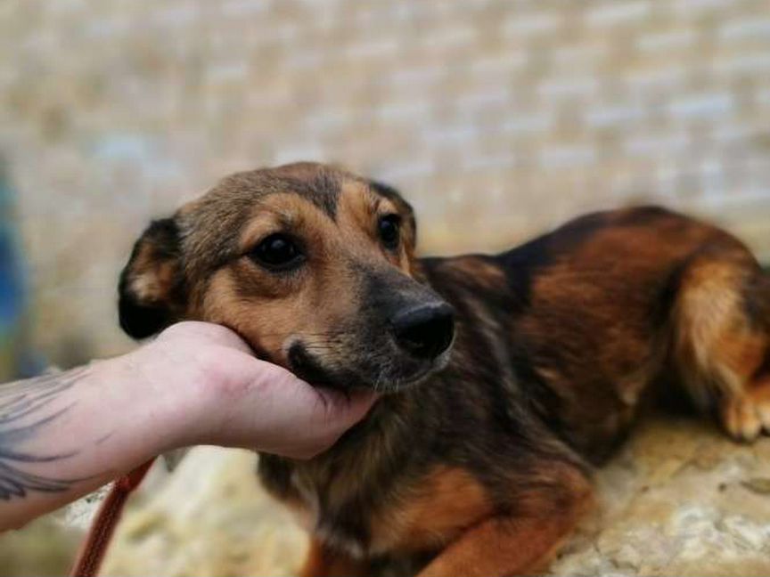 Лисеночка в добрые руки