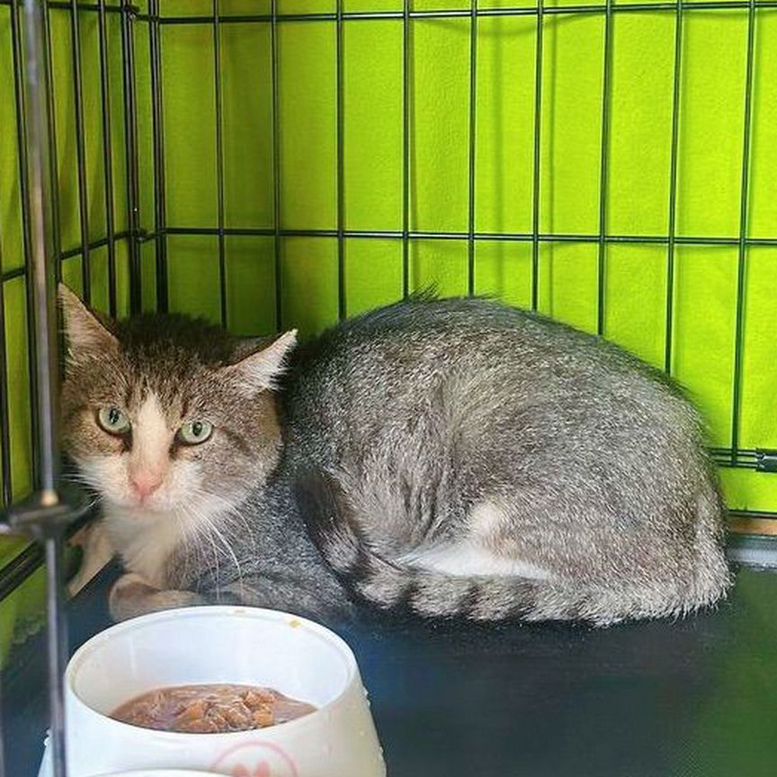 Котик с непростой судьбой в теплый дом