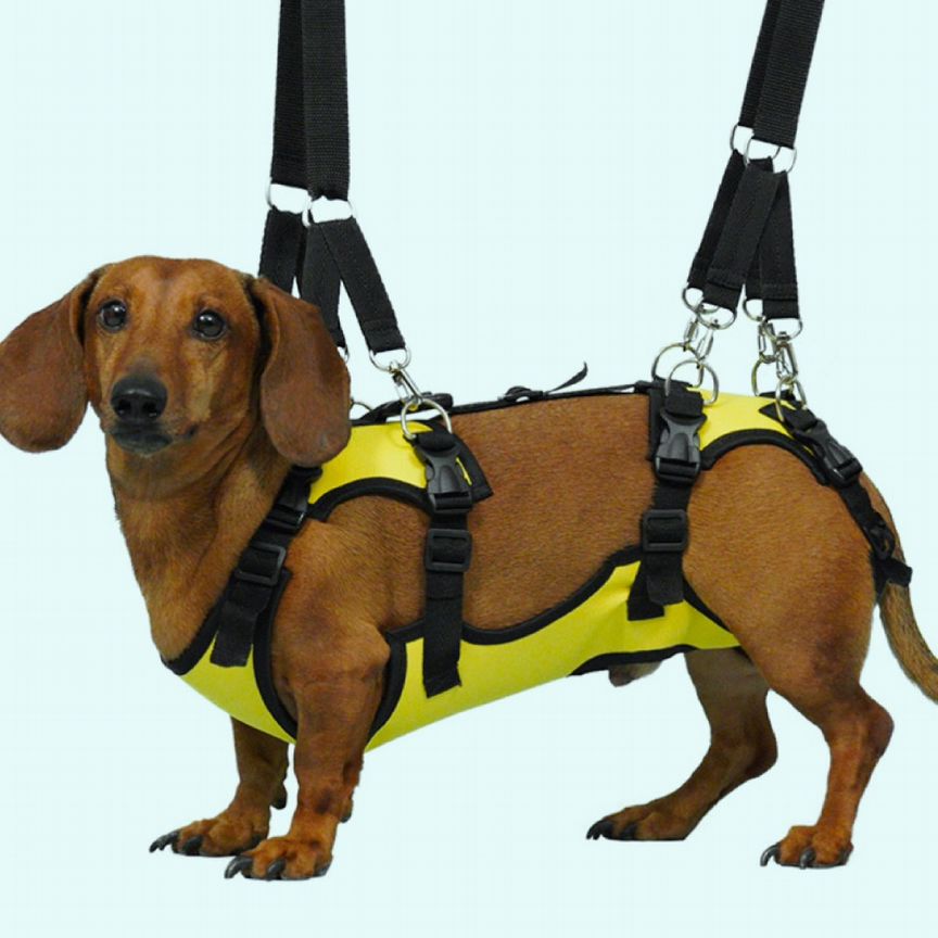 Полная поддержка для маленьких собак