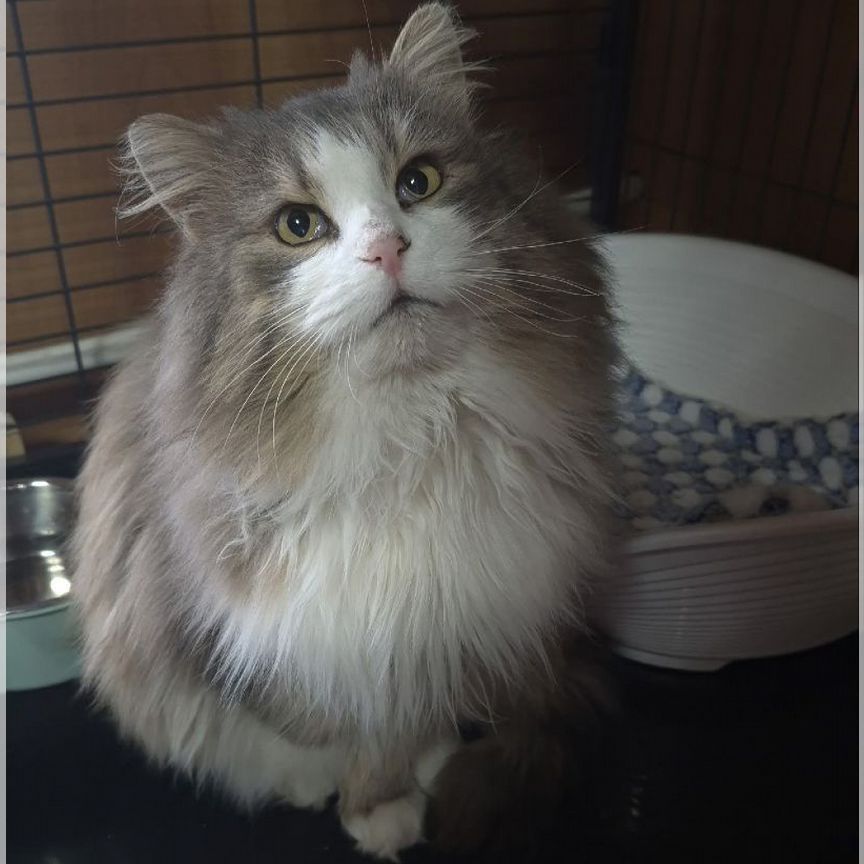 Взрослый кот из приюта