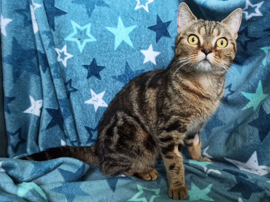 Кошка стерилизована