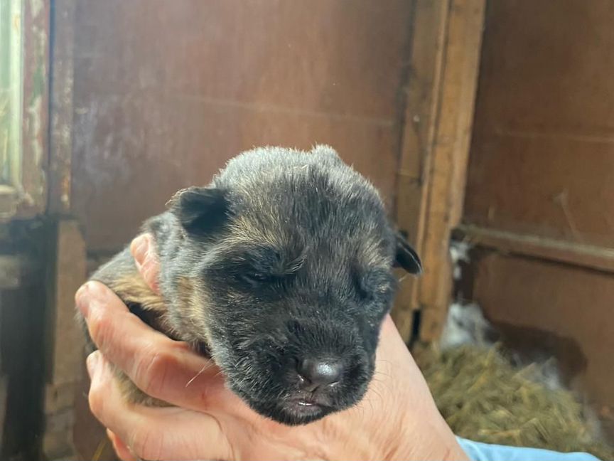 Щенки немецкой овчарки