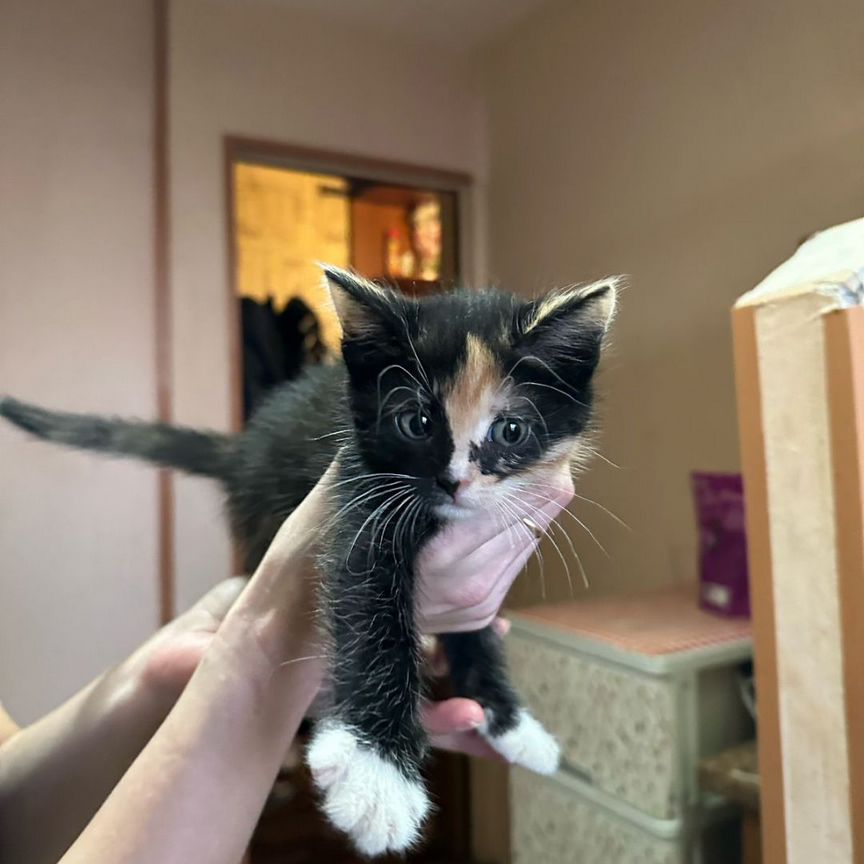 Котенок Чипа