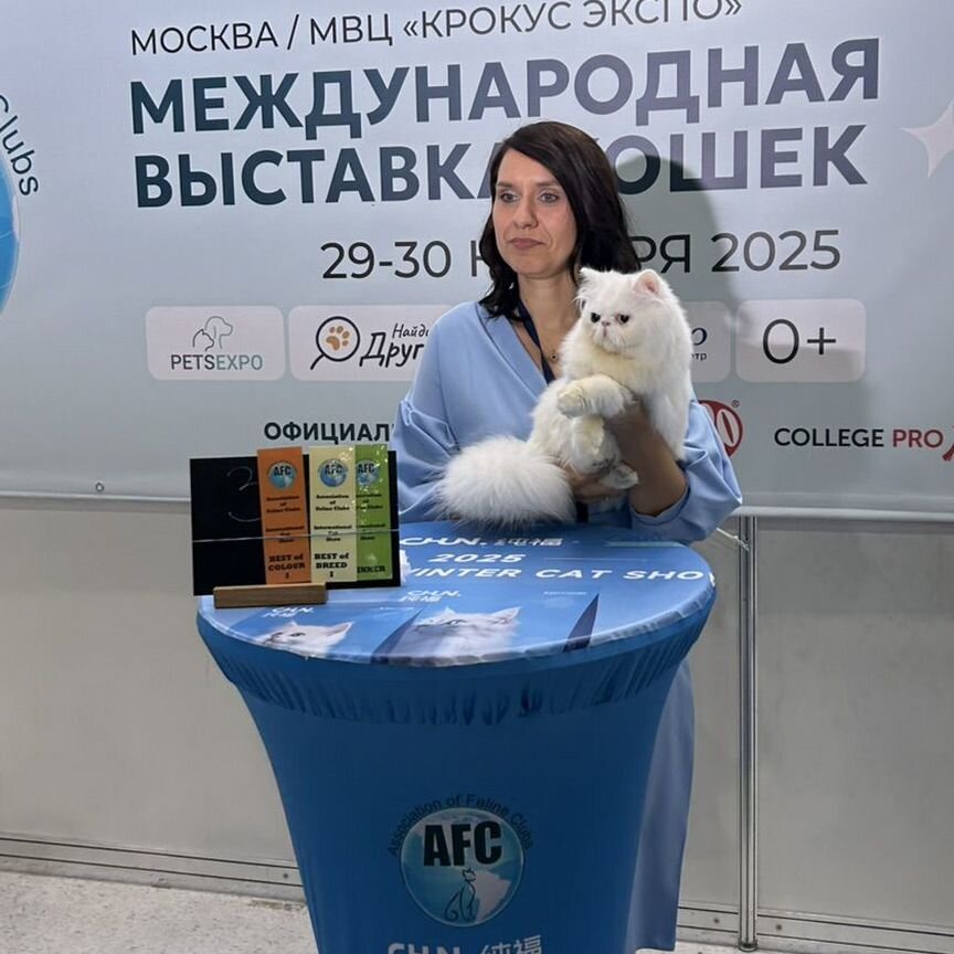 Персидский котёнок