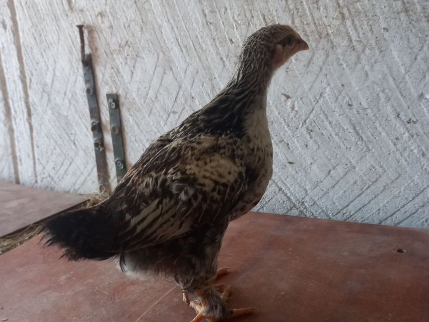 Куры цыплята