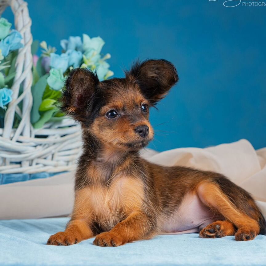 Русский той-терьер, щенок