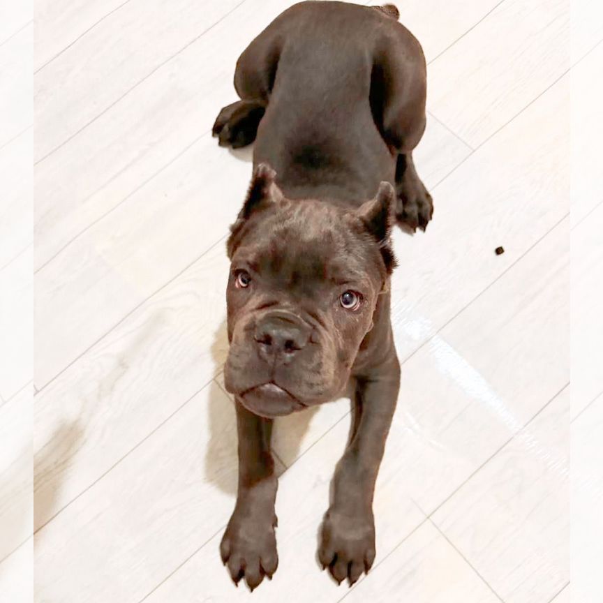 Кони корсо щенки