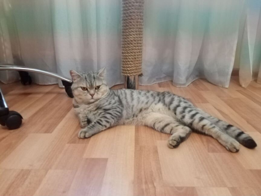 Шотландский кот