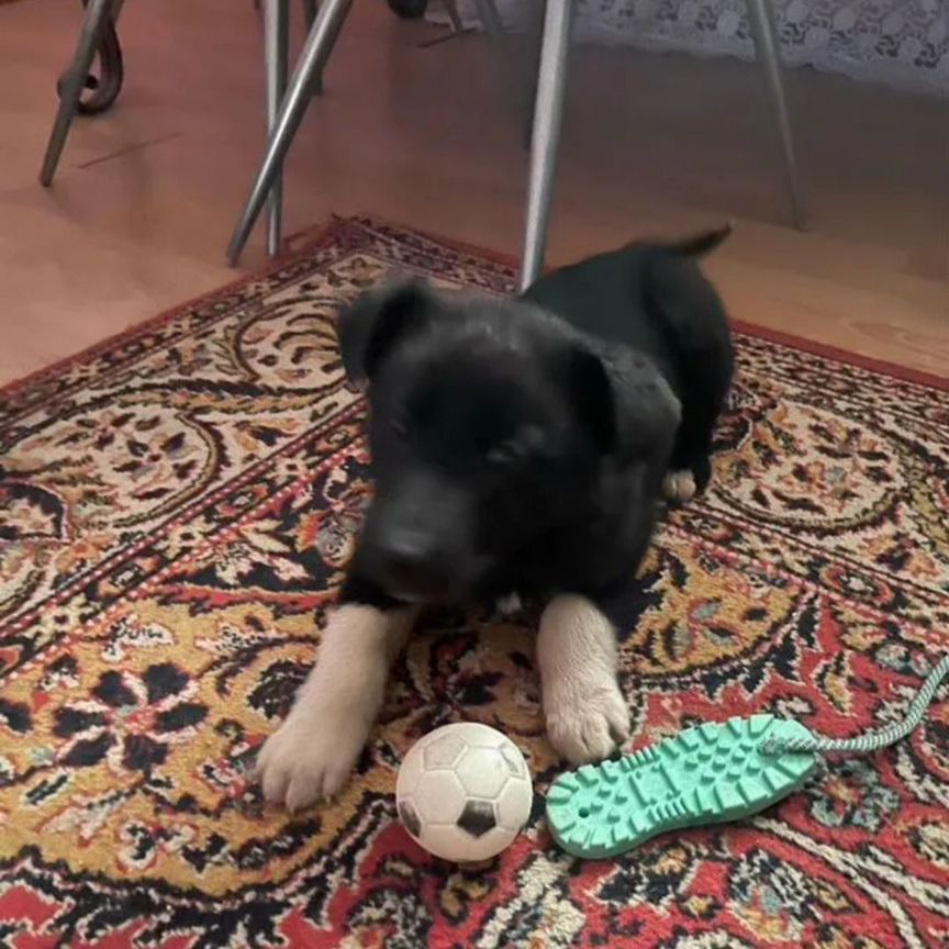 Щенок в добрые руки бесплатно