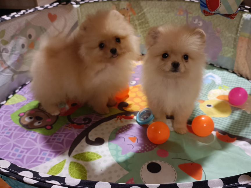 Самые лучшие девочки