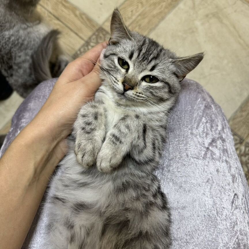 Котенок в добрые руки девочка