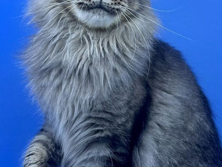 Мейн-кун выставочная, клубная кошка