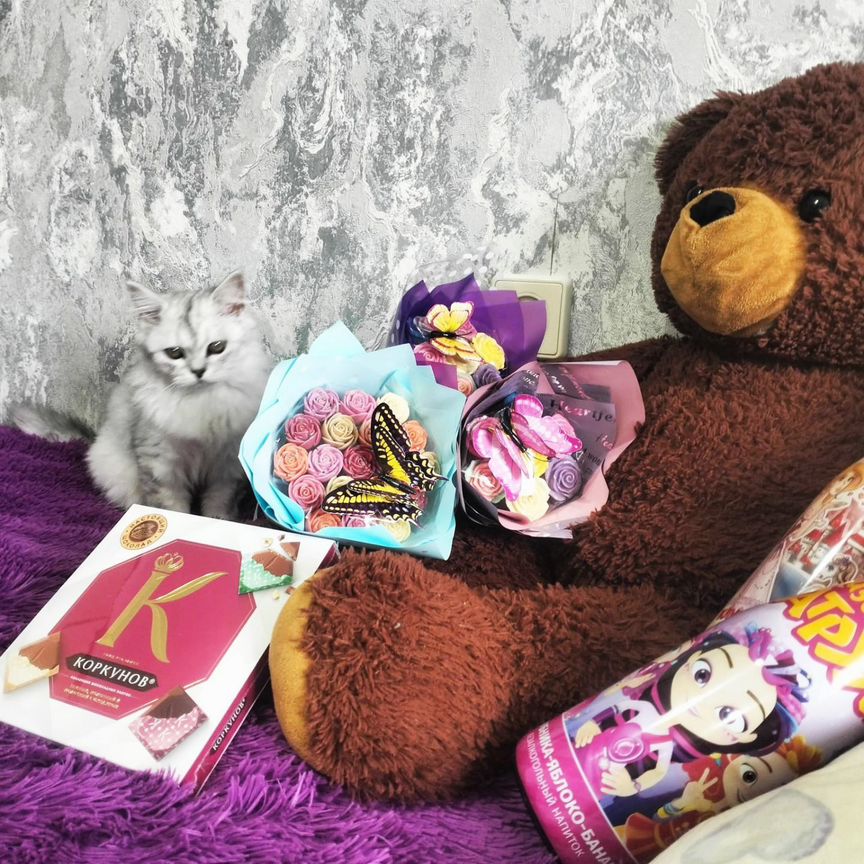 Кот. 5 месяцев