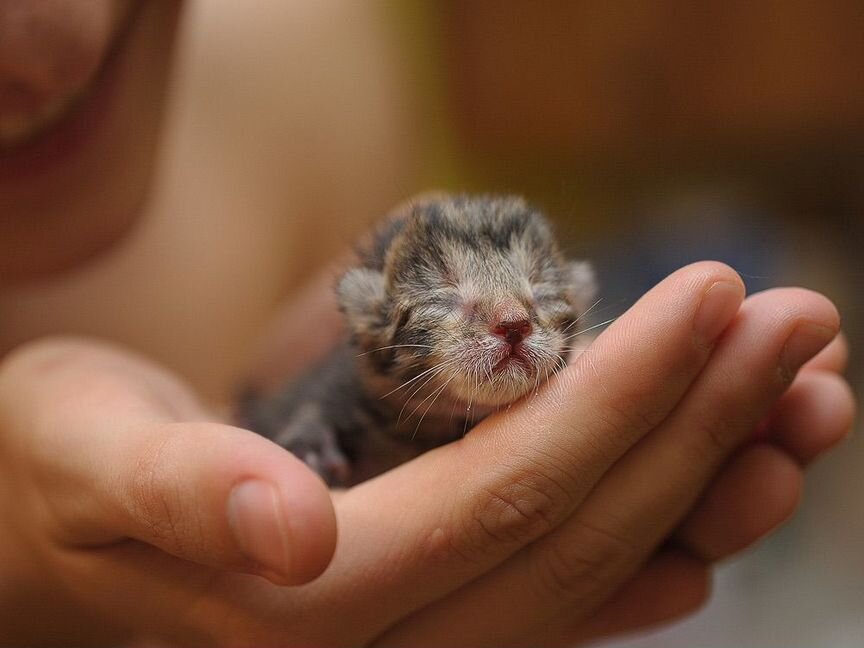 Ищу кошку кормилицу для котят или добрые руки