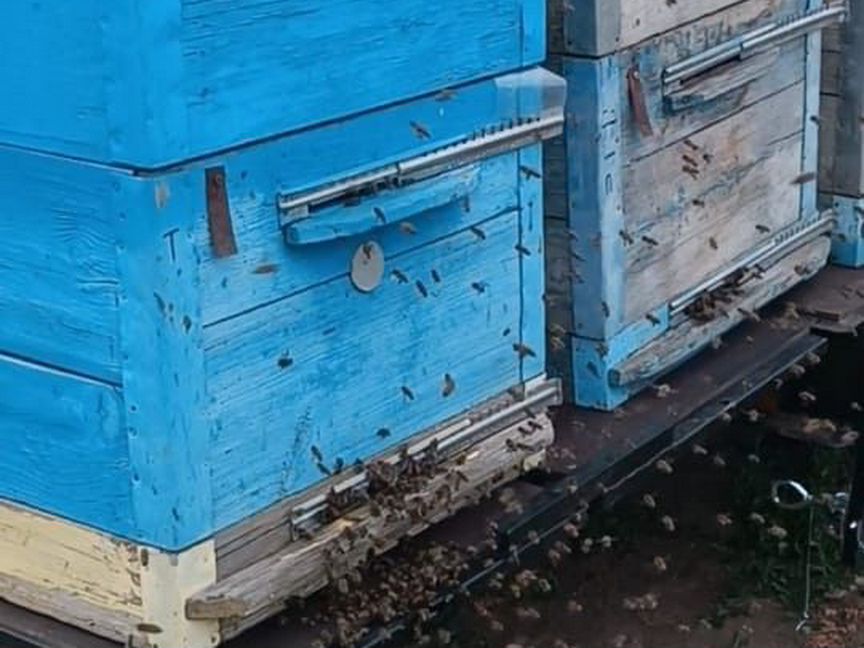 Ульи для пчел