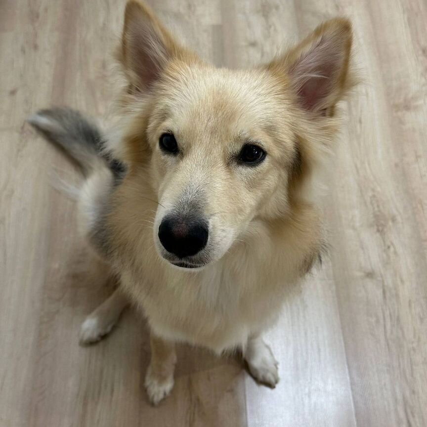 Взрослая собака в добрые руки