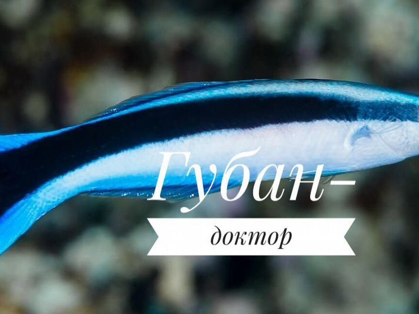 Губан-доктор, M/L (морская рыбка в наличии)