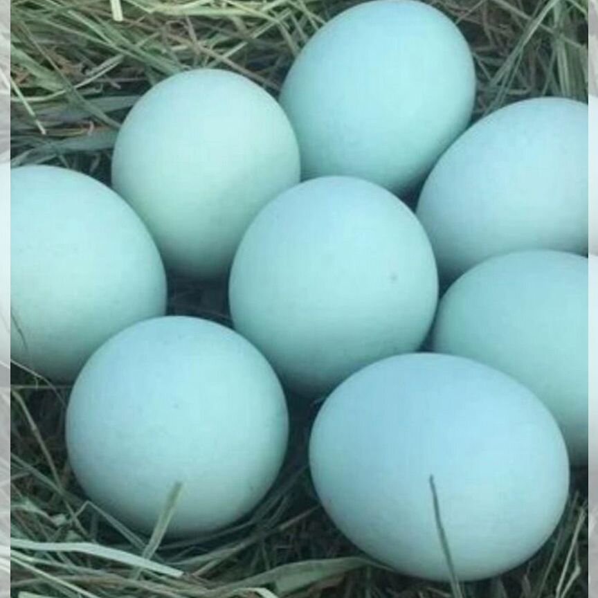 Ухейилюй яйца