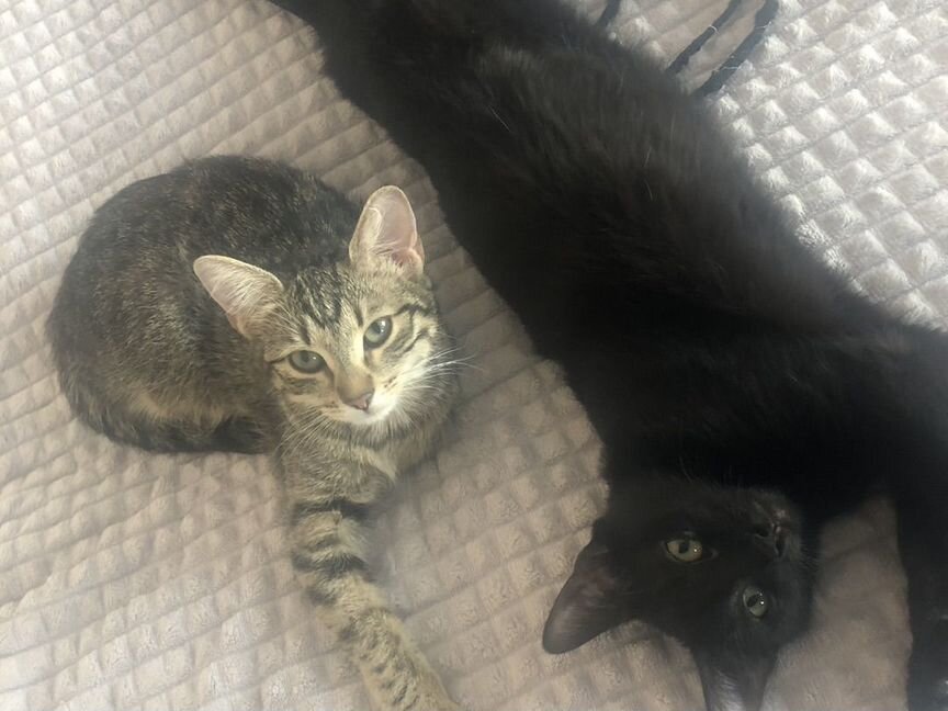 Кошки в добрые руки