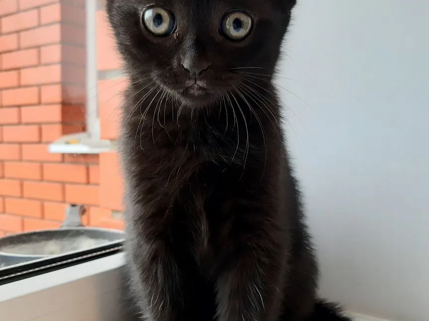 Шотландская вислоухая кошка