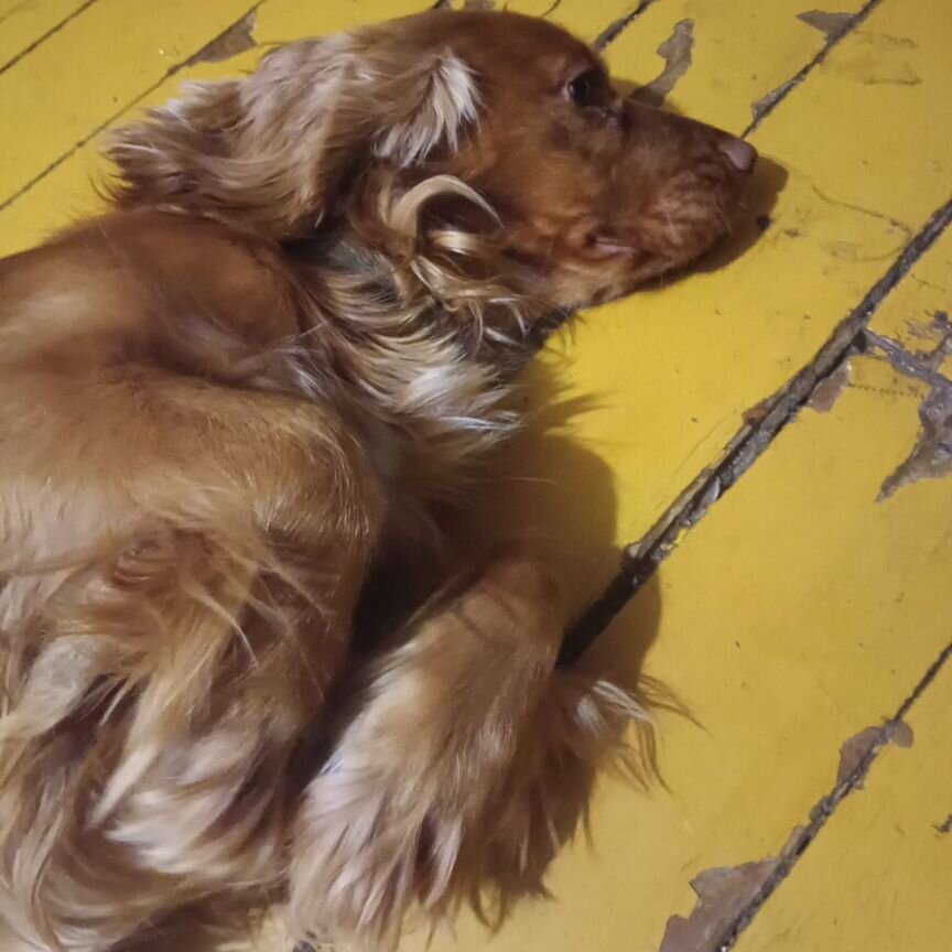 Найдена собака спаниель