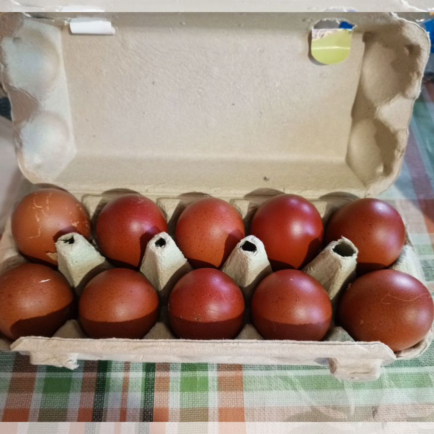 Инкубационное яйцо маран черно медный