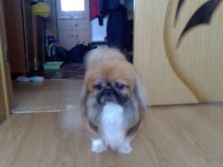 Пекинес, вязка, мальчик 5 лет, не развязан