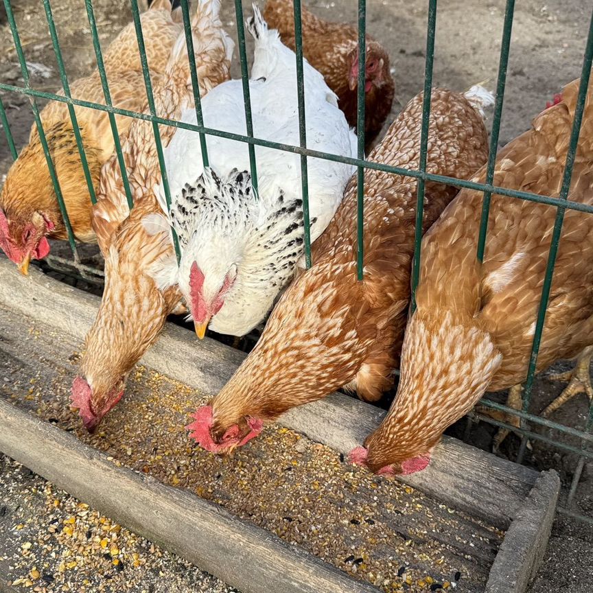 Куры несушки