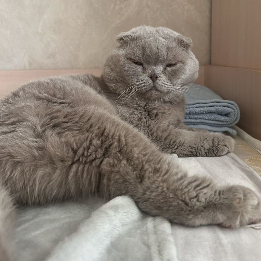 Шотландский вислоухий короткошёрстный, взрослый кот