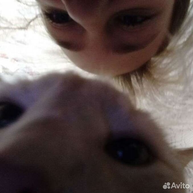 Выгульщик собак 13лет