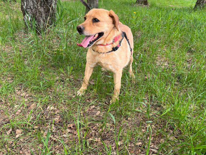 Мини лабрадор из приюта ищет дом