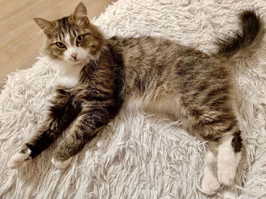 Шикарный сибирский котофей