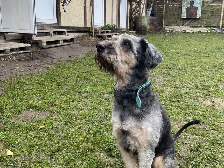 Собака в добрые руки