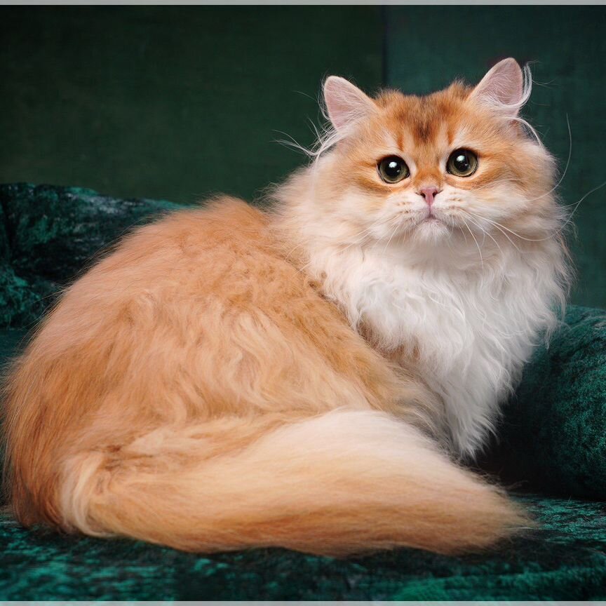 Британская золотая шиншилла котик
