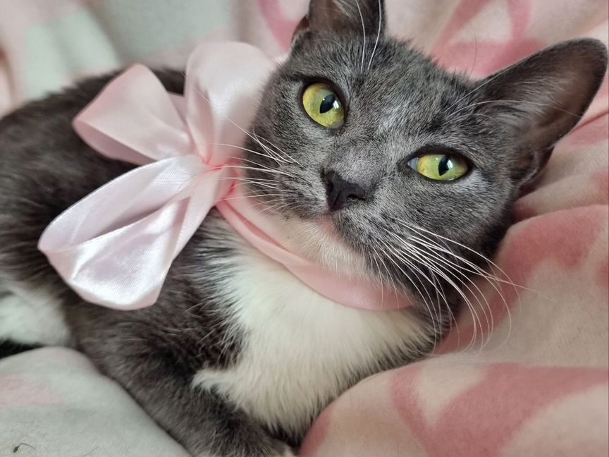 Голубой котенок с зелеными глазами