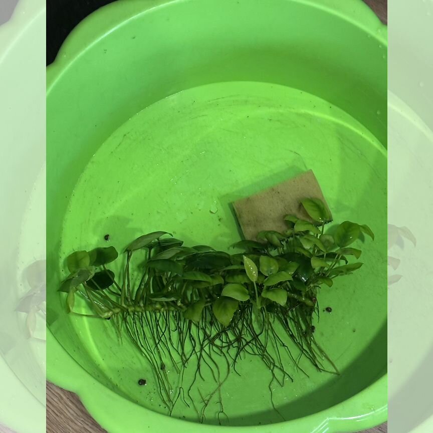 Аквариумные растения