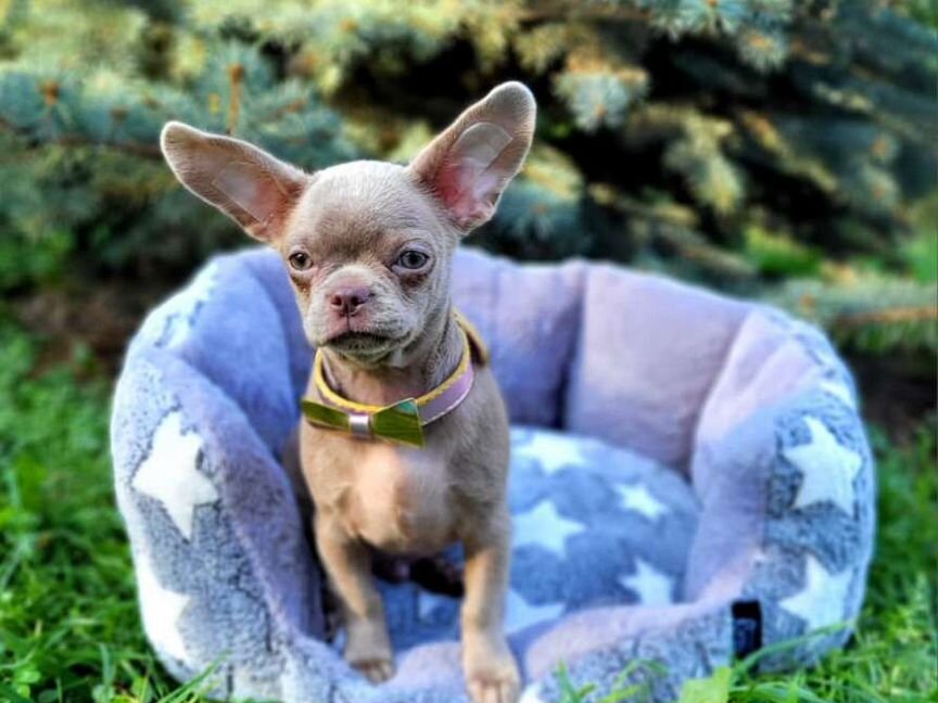 Брутальный лиловый мальчик