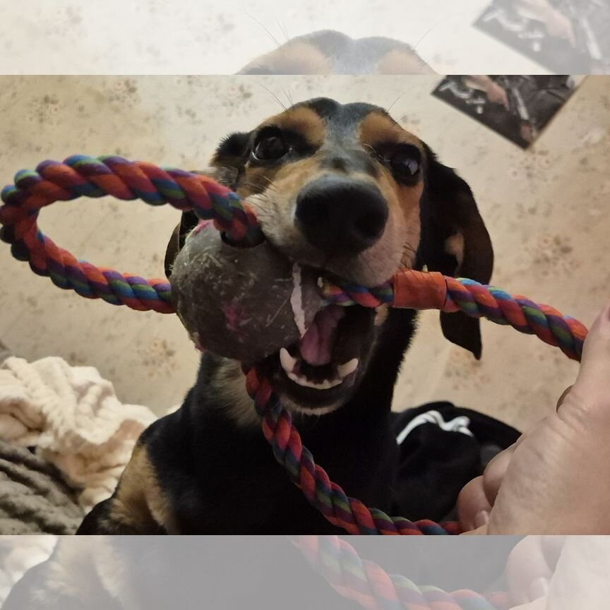 Такса, щенок