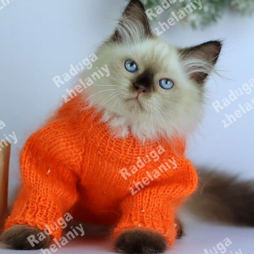 Пушистая милашка