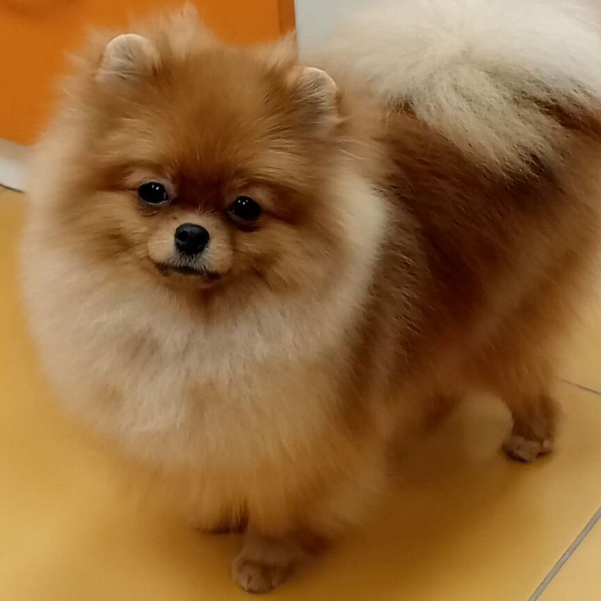 Померанский шпиц, щенок