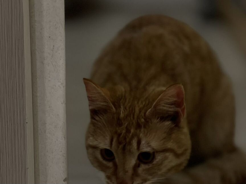 Найдена кошка