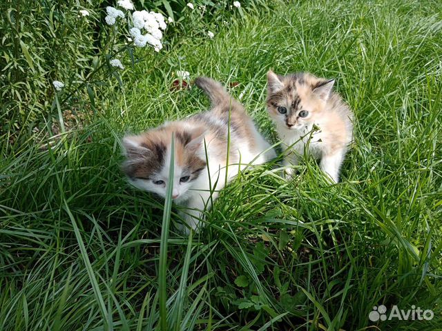 Котята 3х шерстяные бесплатно