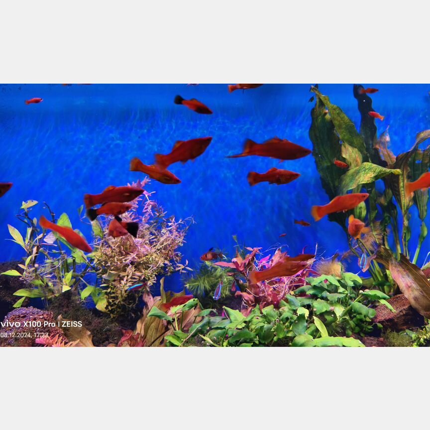 Меченосцы самки