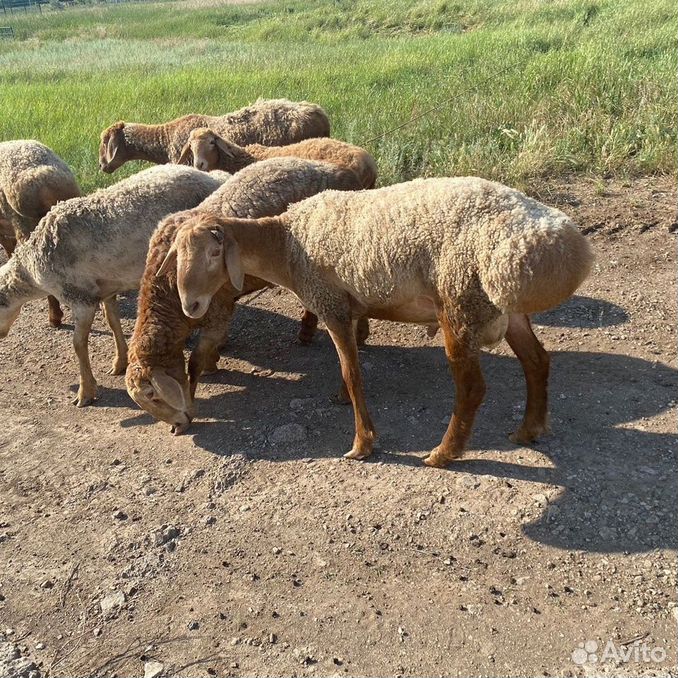 Курдючные бараны